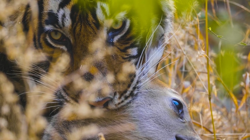 Untamed Planet - Wildlife and Factual Documentary Films
